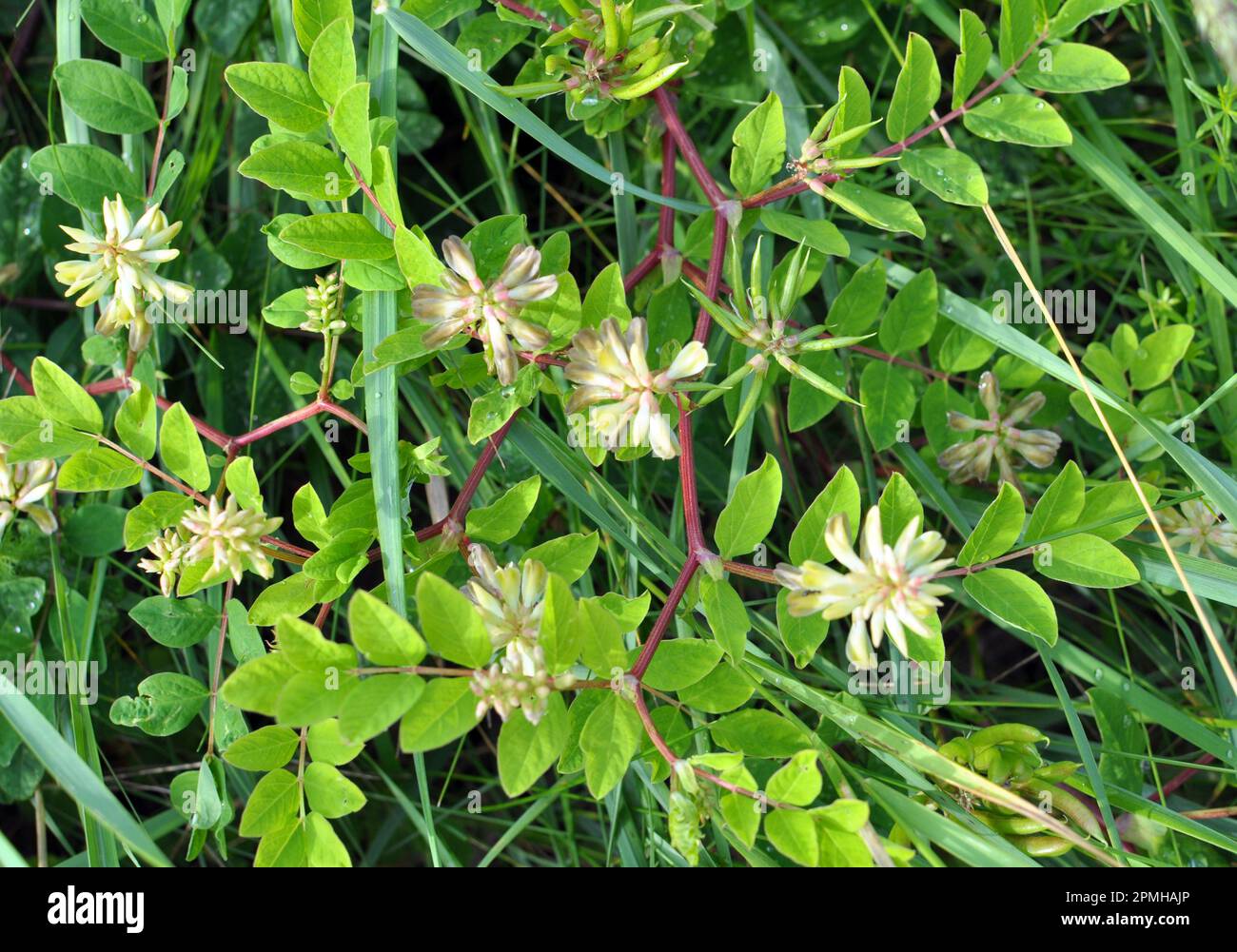 Astragalus (Astragalus glycyphyllos) grows in the wild Stock Photo - Alamy