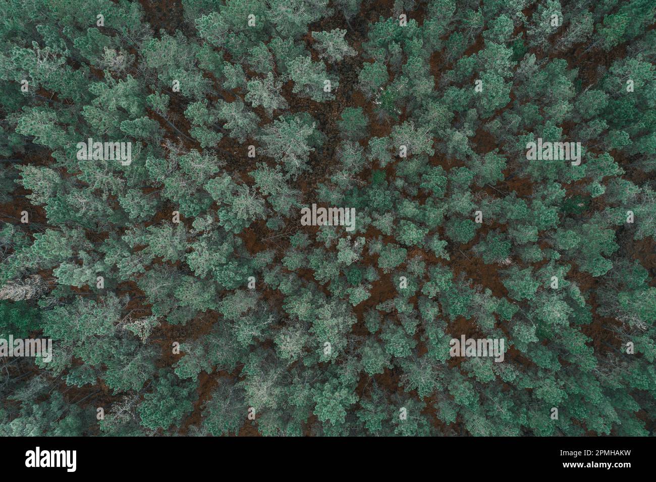 Aerial drone flyover pine tree hi-res stock photography and images - Alamy