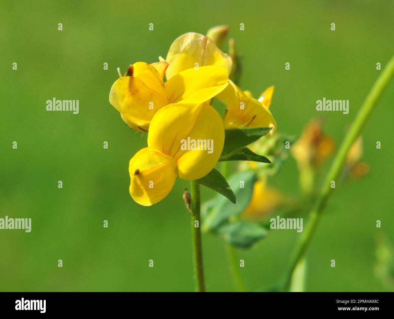 Lotus corniculatus grows in the meadow among wild grasses Stock Photo ...