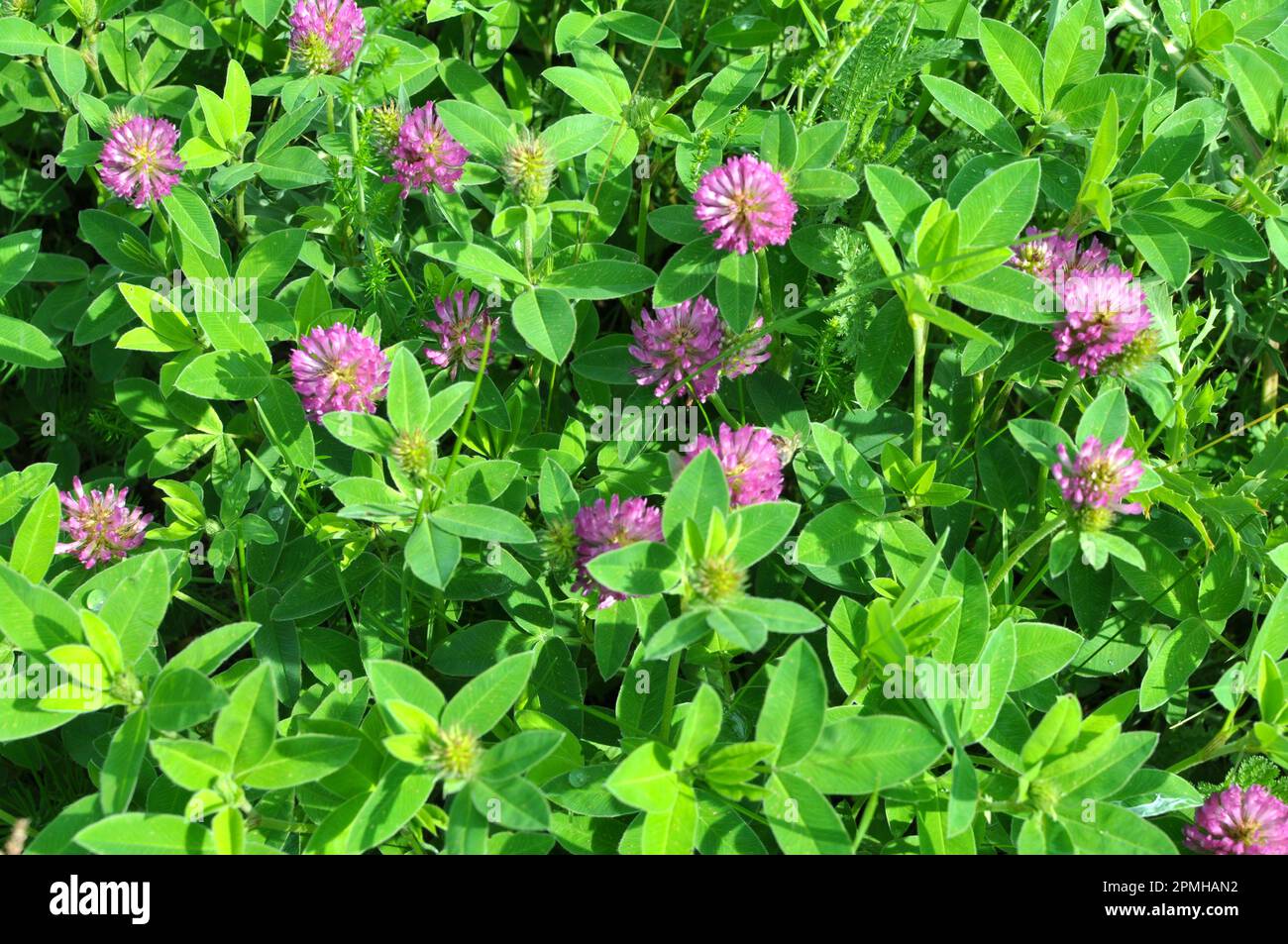 In the meadow, among the wild grasses blooms clover (Trifolium medium ...
