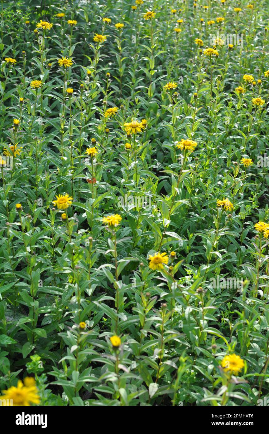 In the summer, the wild medicinal plant Inula blooms in the wild Stock ...