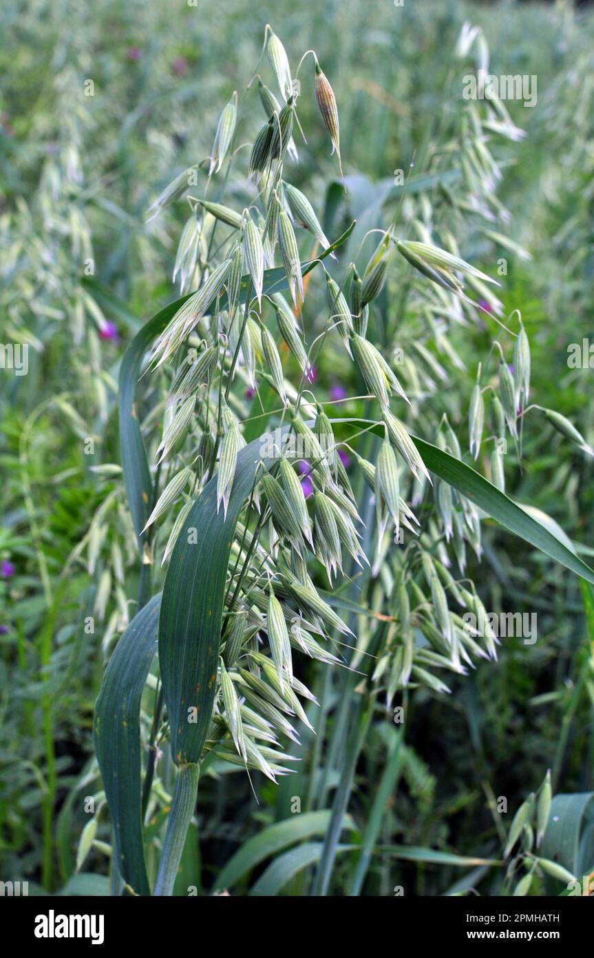 In a mixture with other forage grasses in the field grows oats Stock ...