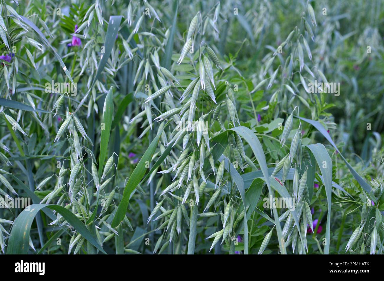 In a mixture with other forage grasses in the field grows oats Stock ...