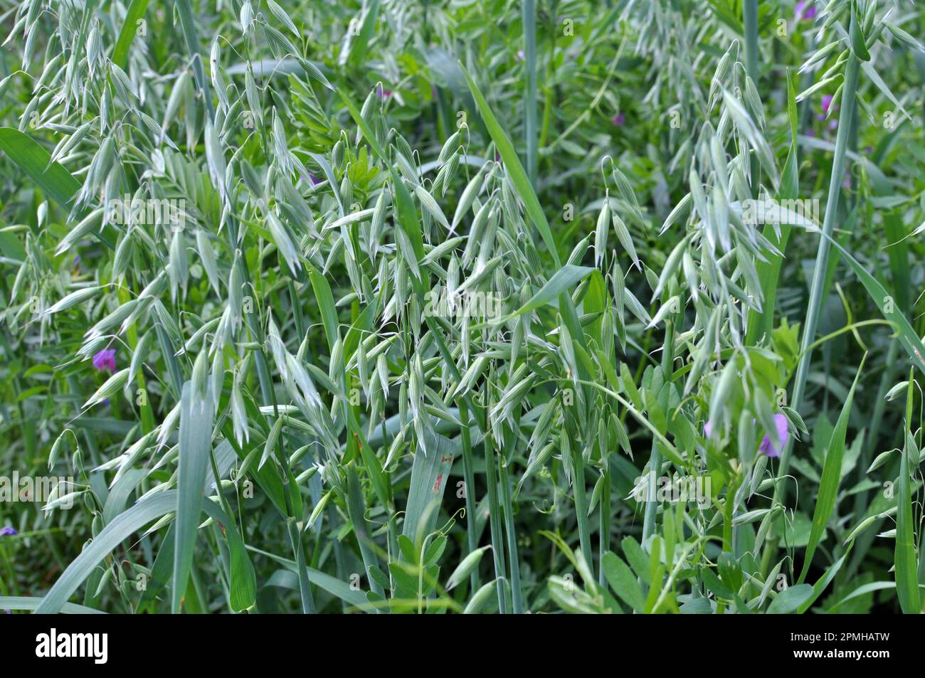 In a mixture with other forage grasses in the field grows oats Stock ...