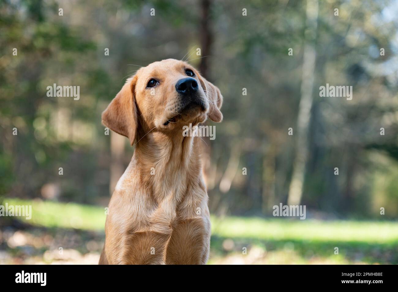 Portrait of an adorable golden labrador retriever puppy sitting in ...