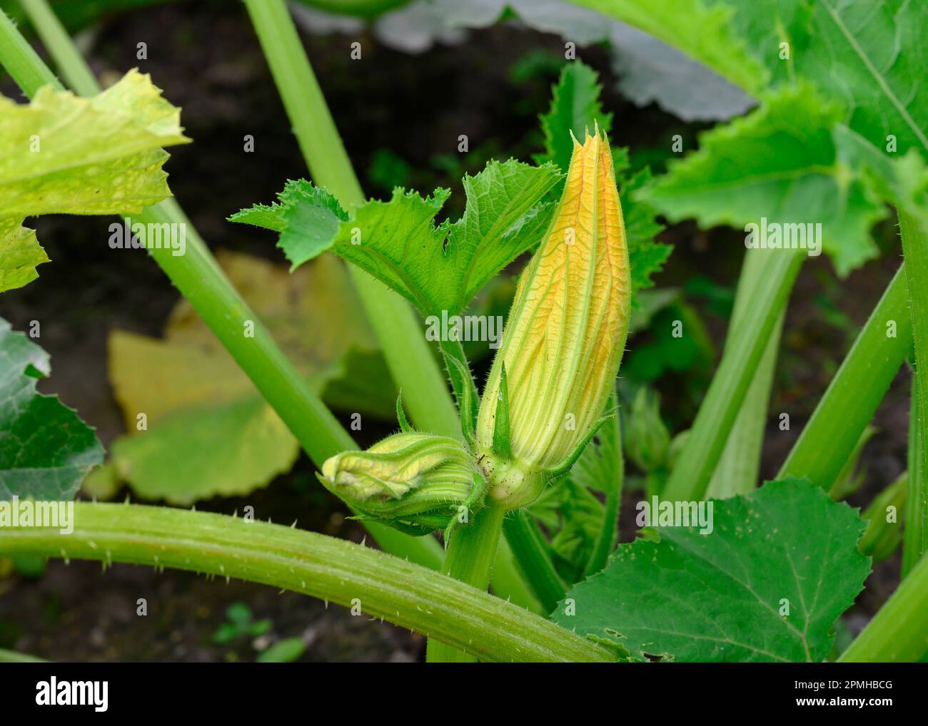 A close-up view of the blooming fruit of the zucchini Stock Photo - Alamy