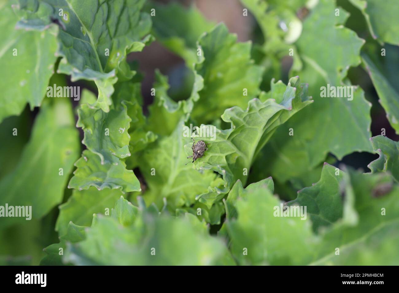 Winter stem weevil (Ceutorhynchus pallidactylus, formerly quadridens ...