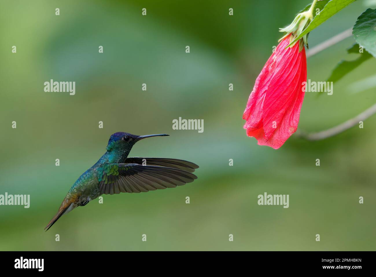 Golden-tailed Sapphire (Chrysuronia oenone) hummingbird in flight, Manu ...
