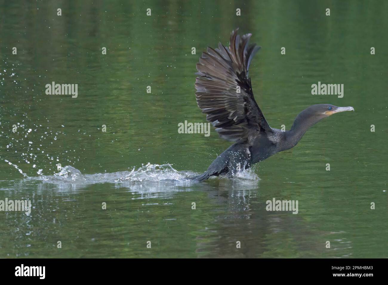 Neotropical Cormorant (Phalacrocorax brasilianus) taking off from water ...