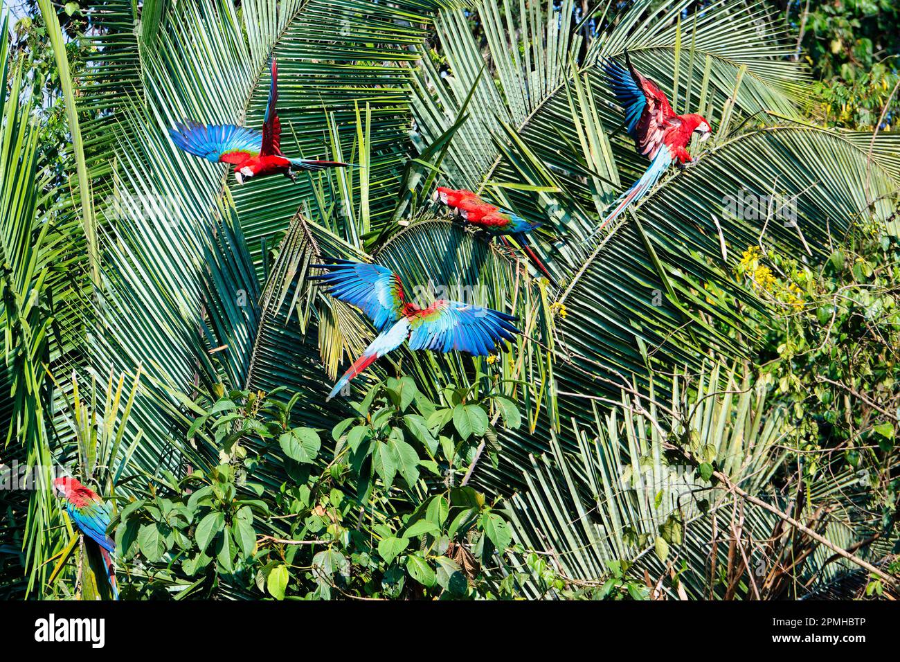 Red-and-green Macaws (Ara chloropterus) on palm tree branches, Manu ...