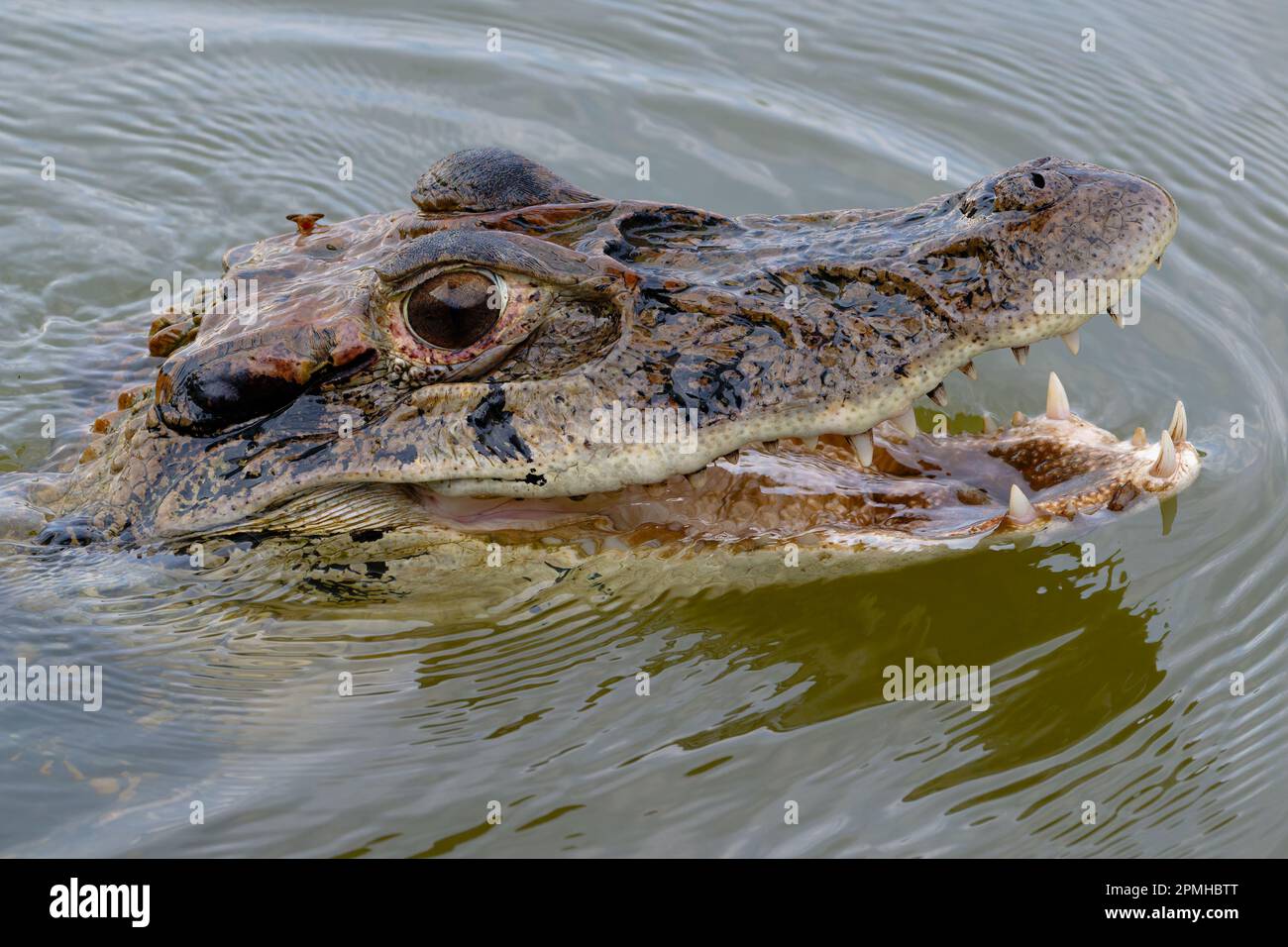 Black caiman (Melanosuchus niger) swimming in the Madre de Dios River ...