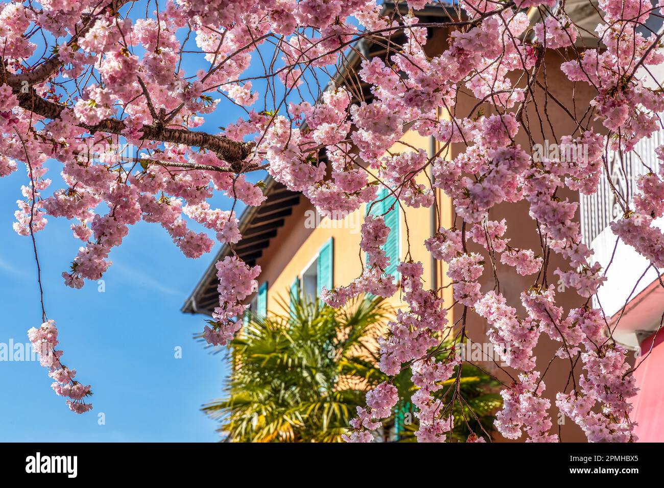 Blossom ascona hi-res stock photography and images - Alamy