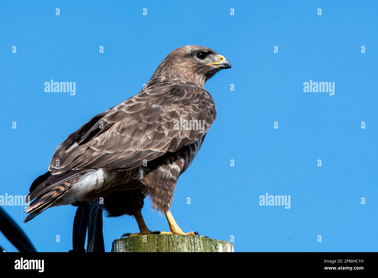 A buzzard standing on a pole with a bright sunlit sky behind Stock ...
