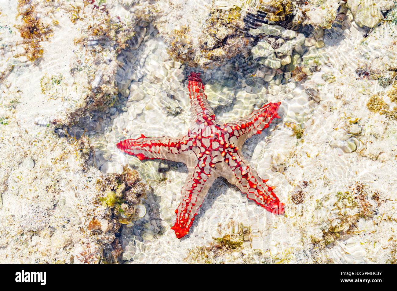 Starfish coral reef hi-res stock photography and images - Alamy