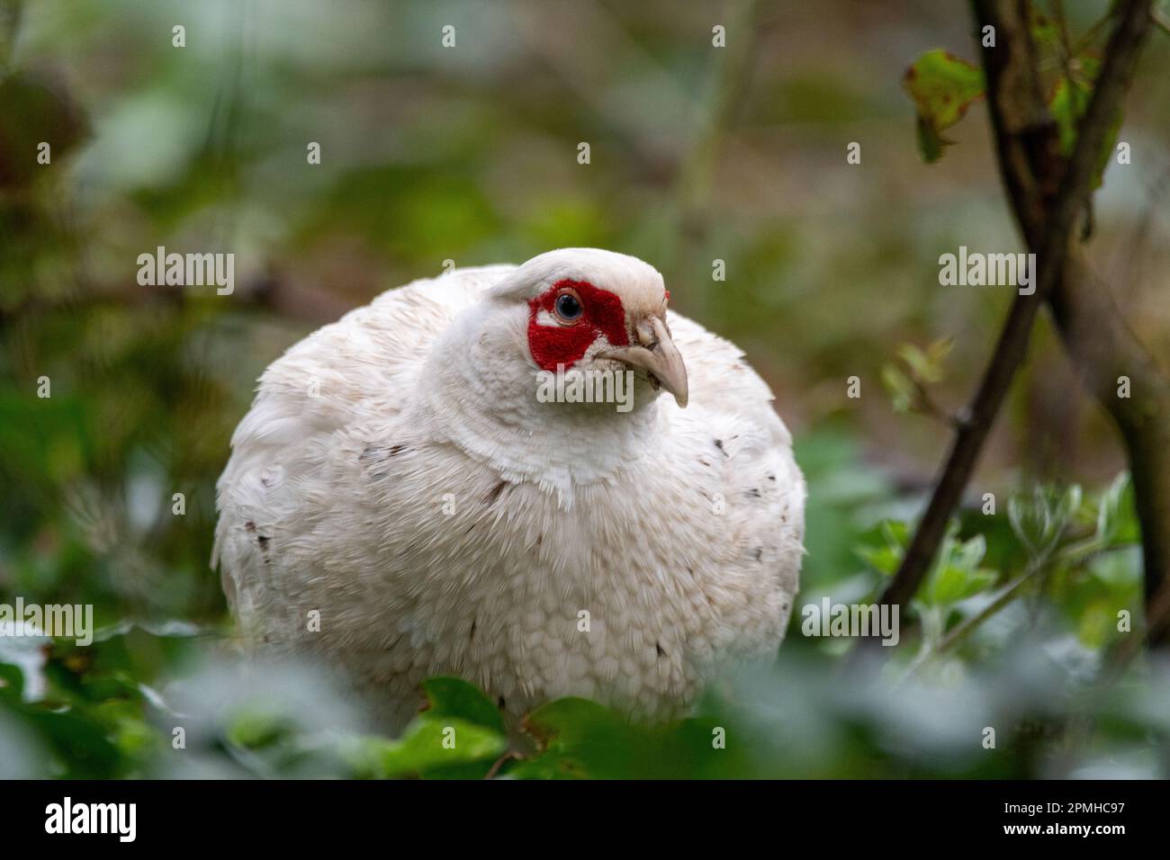 A white pheasant sitting in woodland Stock Photo - Alamy