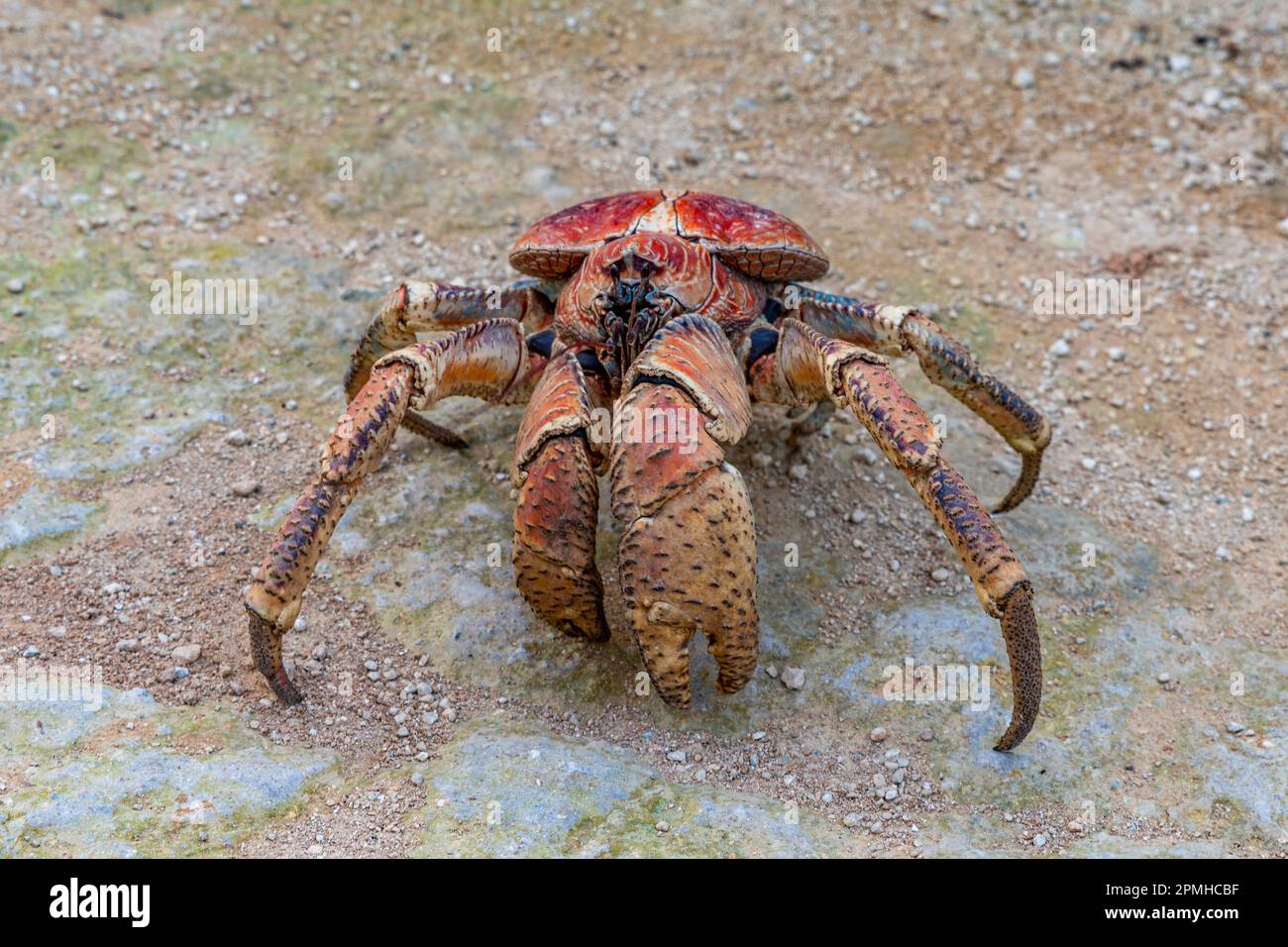 Giant robber crab, Christmas island, Australia, Indian Ocean Stock ...