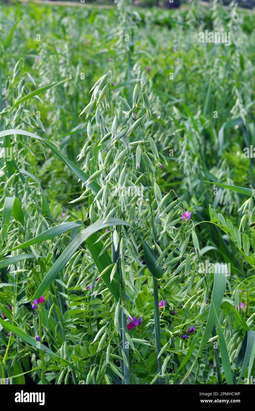 In a mixture with other forage grasses in the field grows oats Stock ...