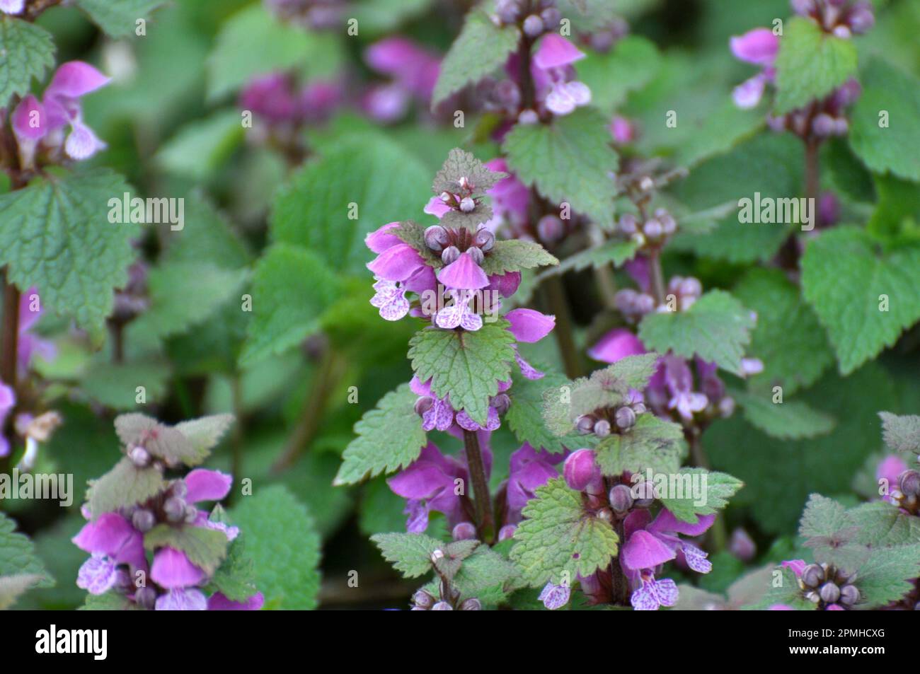 Purple dead nettle wild flower leaves hi-res stock photography and ...
