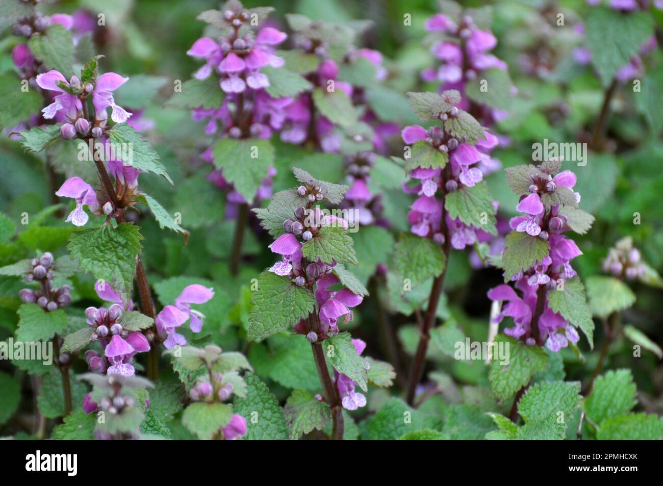 Purple dead nettle wild flower leaves hi-res stock photography and ...
