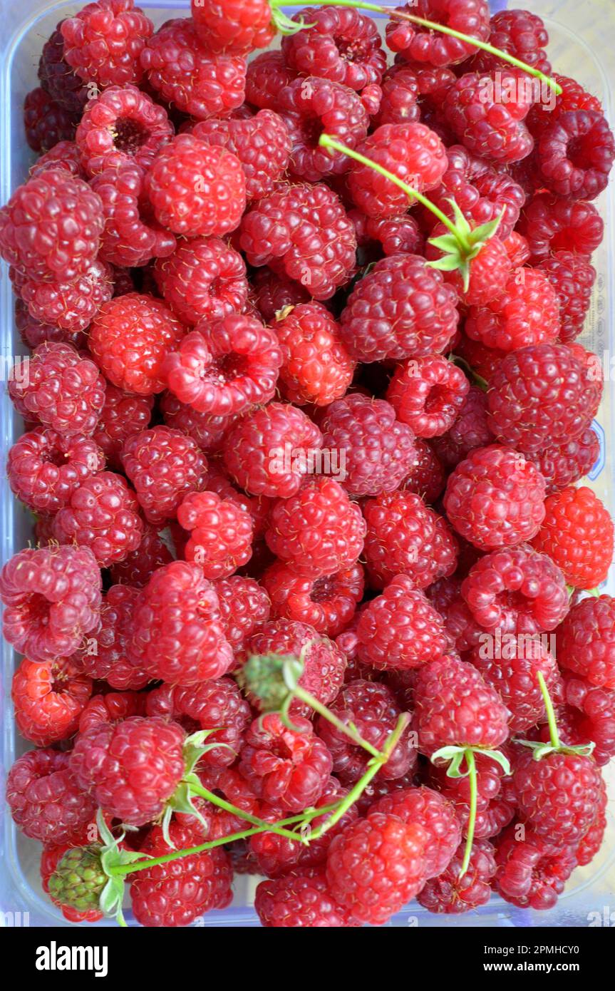 Fruit background from harvested and ripe raspberries Stock Photo - Alamy
