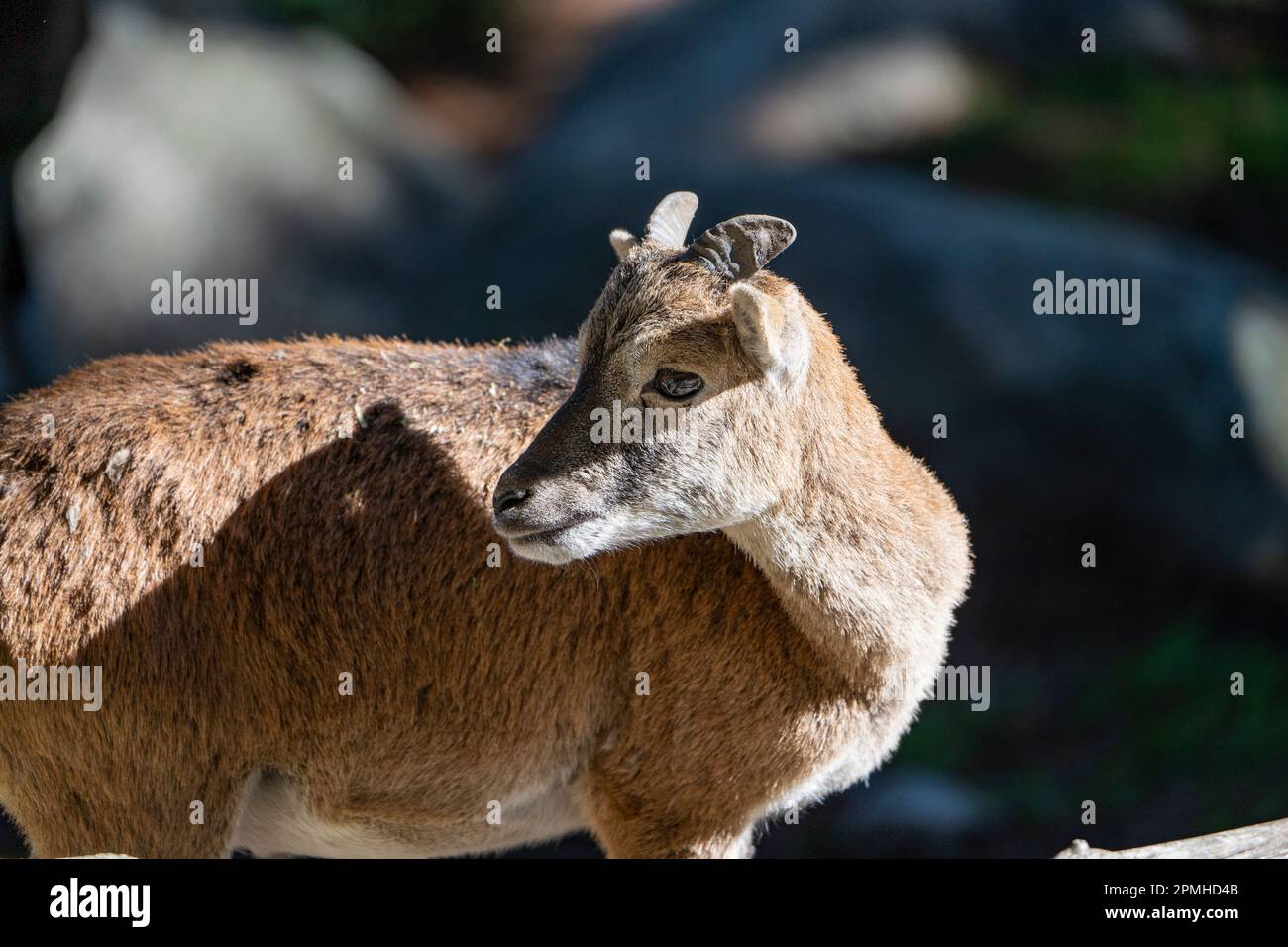 Goat sitting in mountain landscape hi-res stock photography and images ...