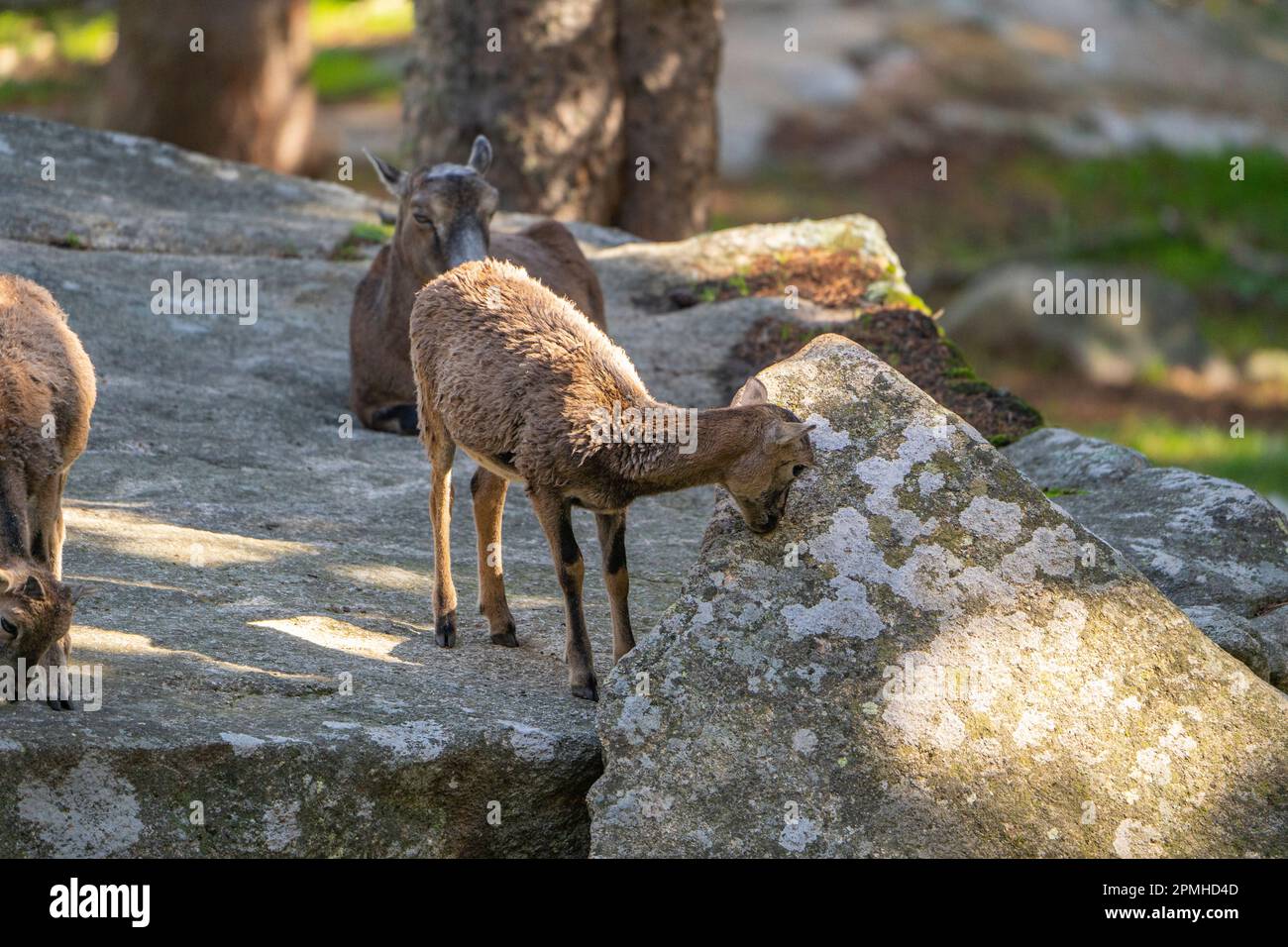 Ona Vidal. Iberian Ibex. sitting in a rock baby lying down. With big ...