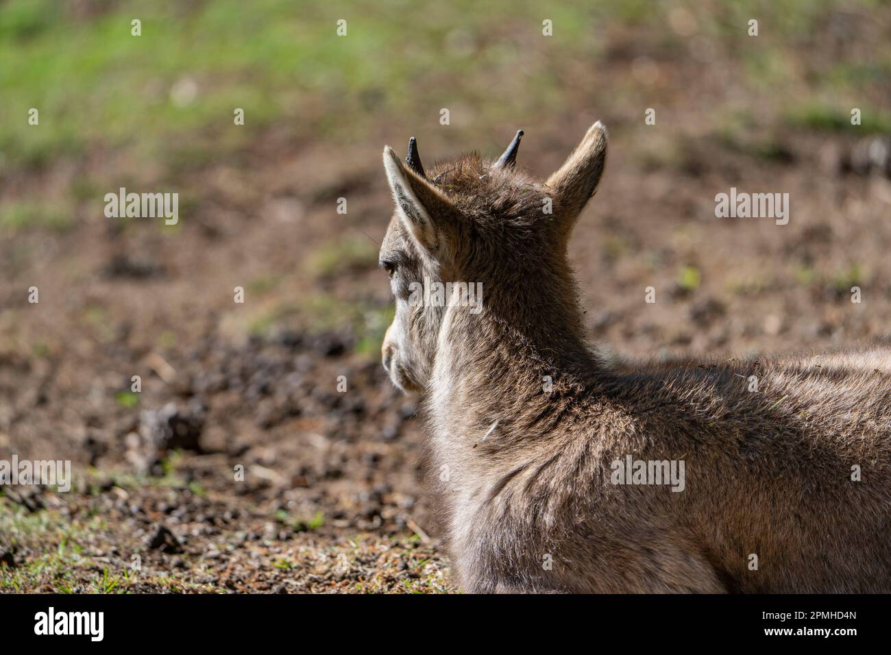 Large capra species hi-res stock photography and images - Alamy