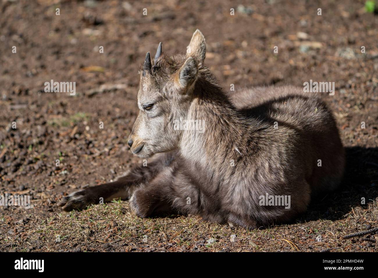 Ona Vidal. Iberian Ibex. sitting in a rock baby lying down. With big ...