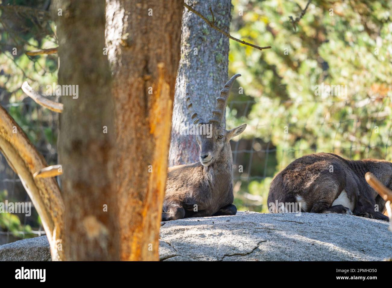 Large capra species hi-res stock photography and images - Alamy