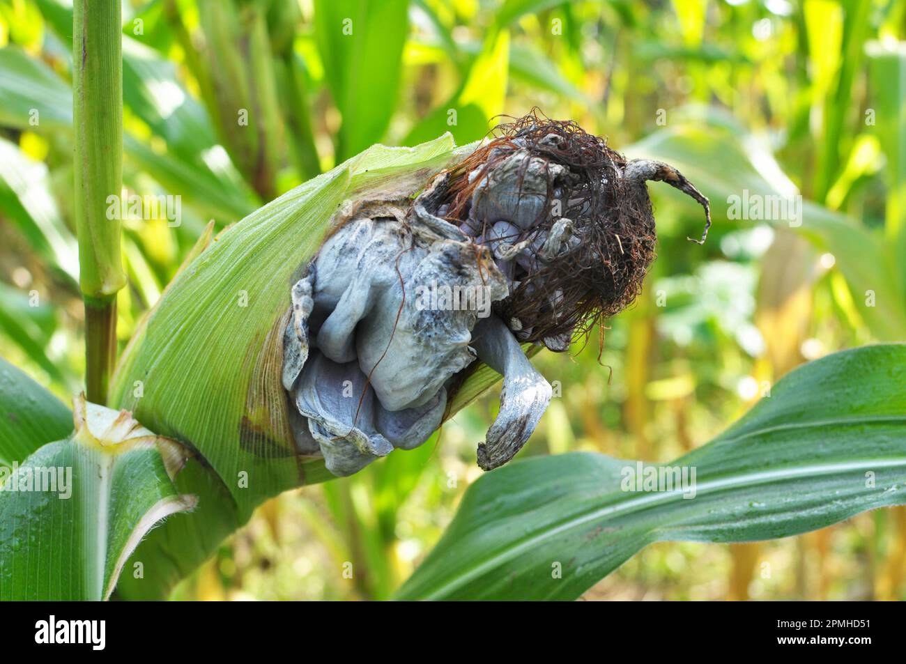 Sick corn plant affected by fungus Ustilago zeae Unger Stock Photo - Alamy