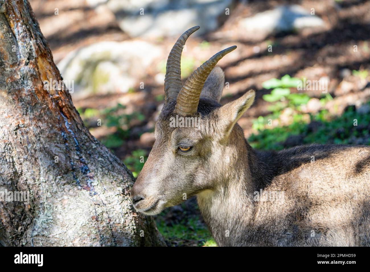 Large capra species hi-res stock photography and images - Alamy