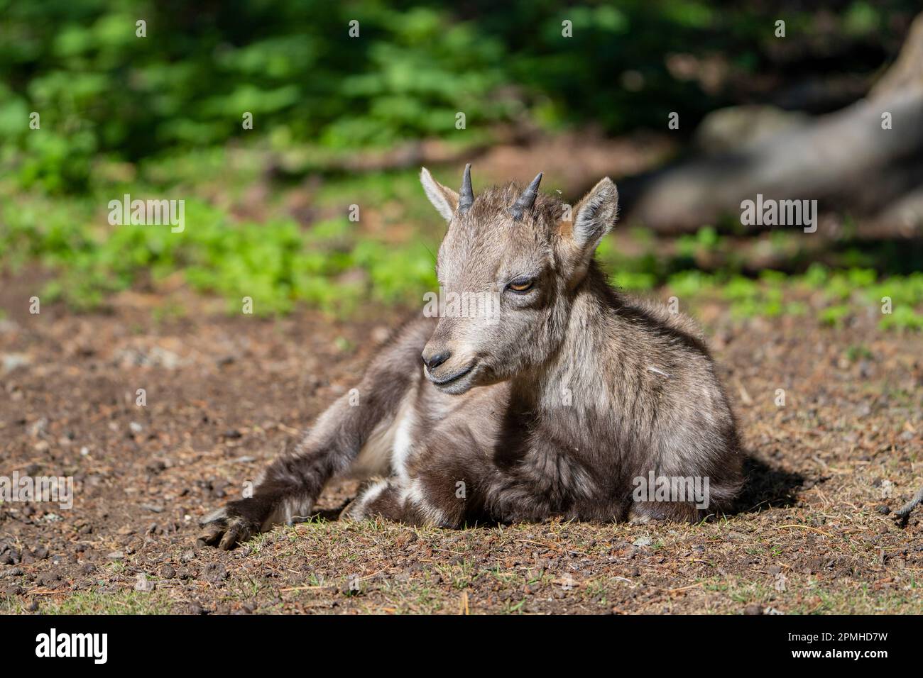 Large capra species hi-res stock photography and images - Alamy