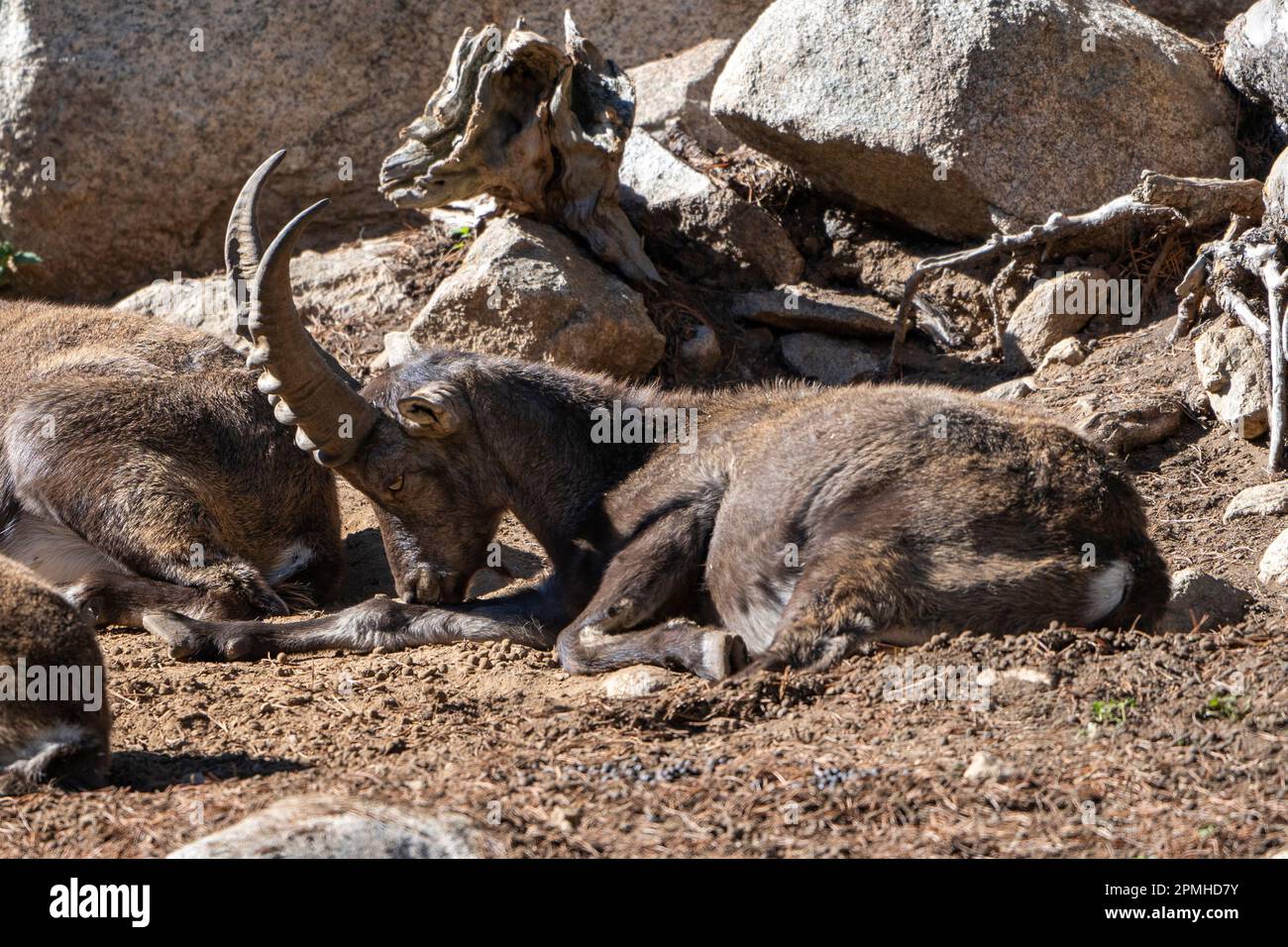Ona Vidal. Iberian Ibex. sitting in a rock baby lying down. With big ...