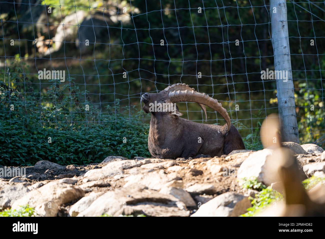 Large capra species hi-res stock photography and images - Alamy