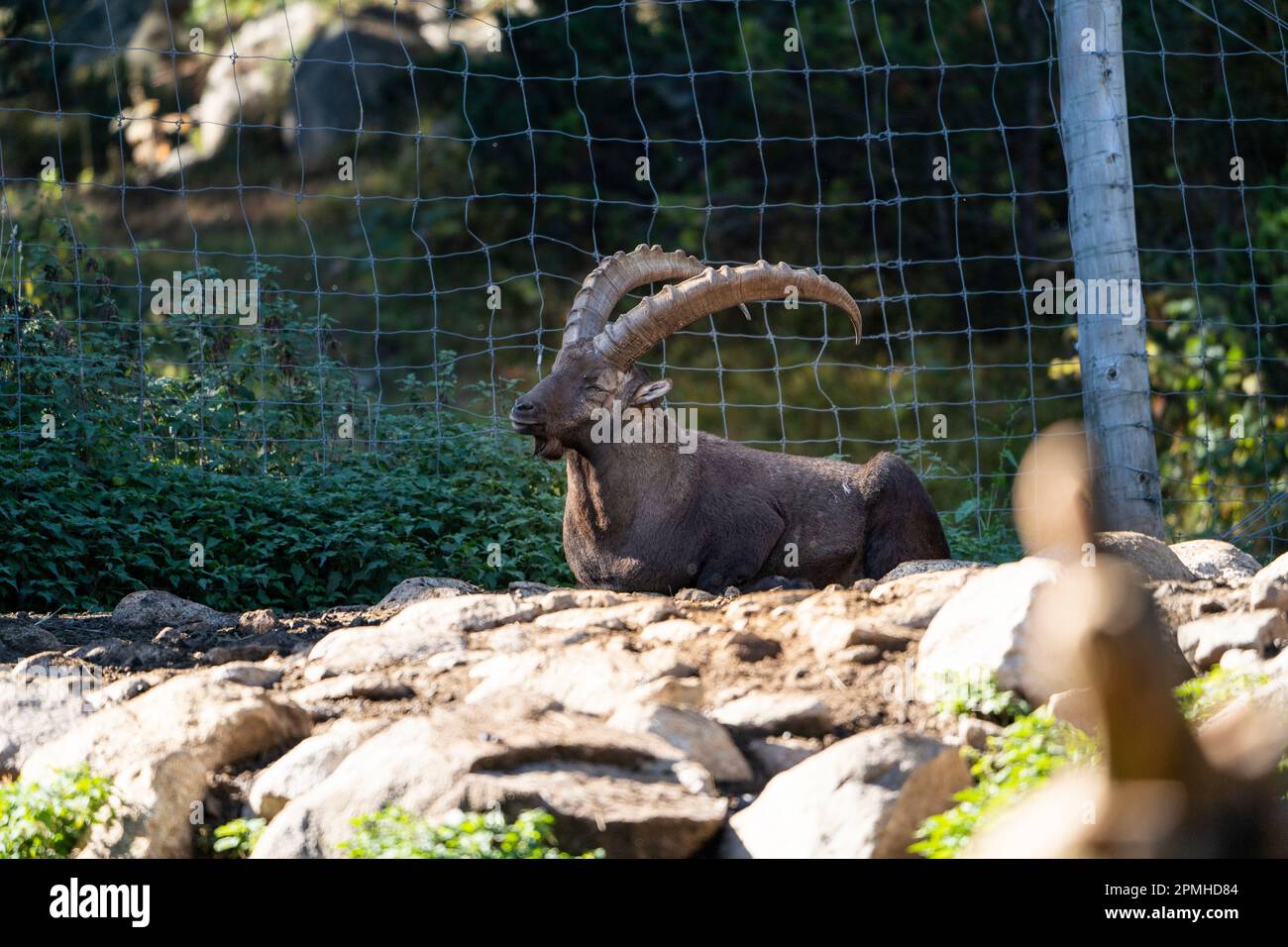 Ona Vidal. Iberian Ibex. sitting in a rock baby lying down. With big ...