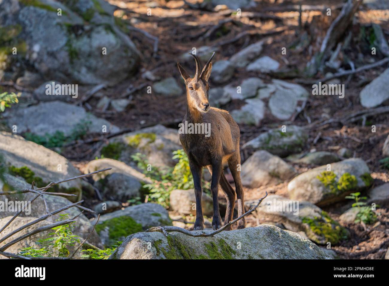 Rebeco pirenaico hi-res stock photography and images - Alamy