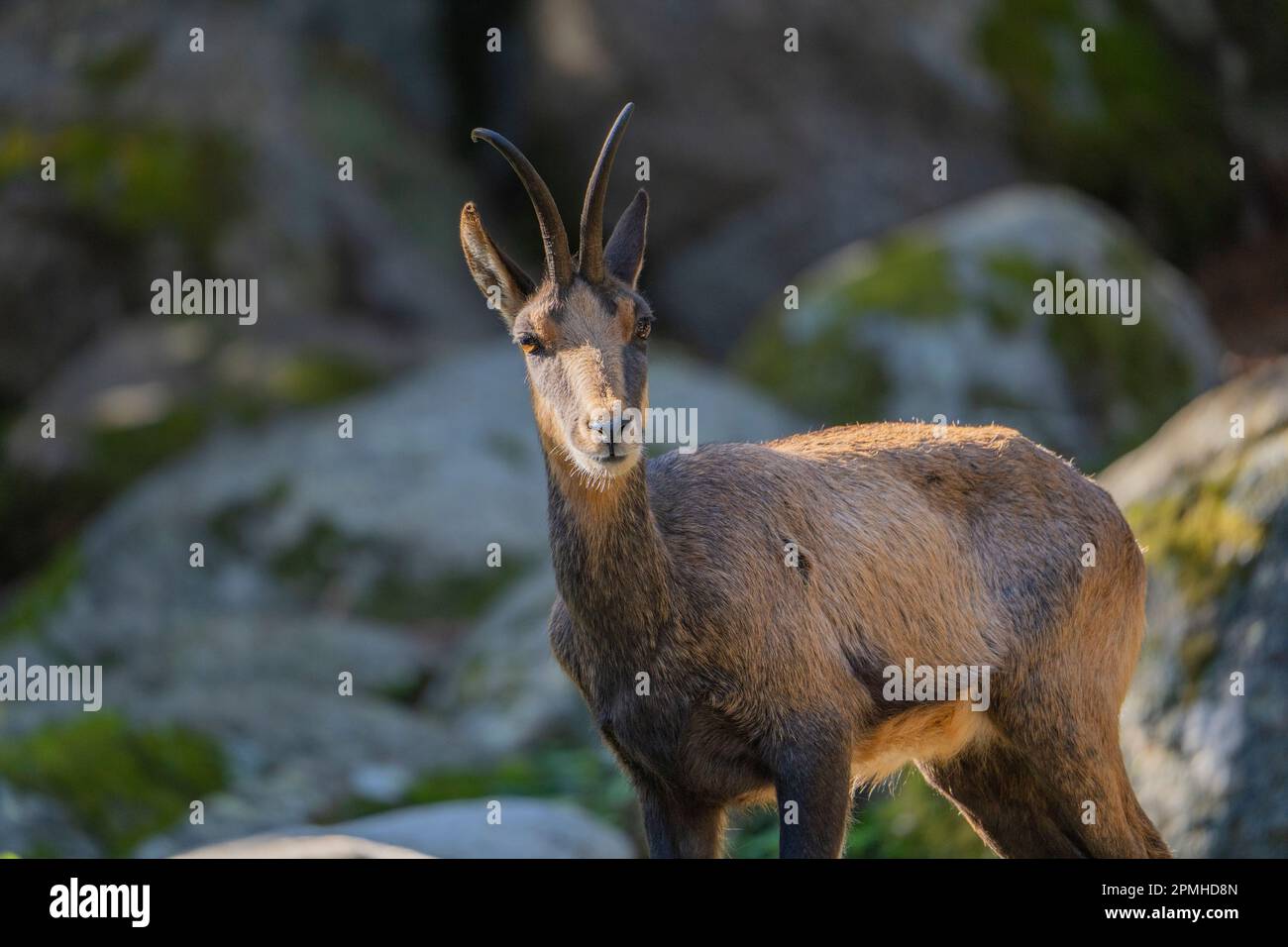 Rebeco pirenaico hi-res stock photography and images - Alamy