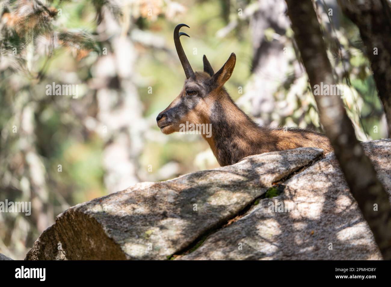 Pyrenean goat hi-res stock photography and images - Alamy