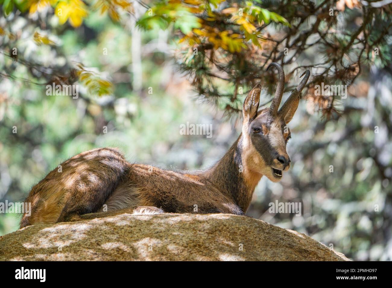 Ona Vidal. Isard. Pyrenean chamois. In a rock between orange leaves and ...
