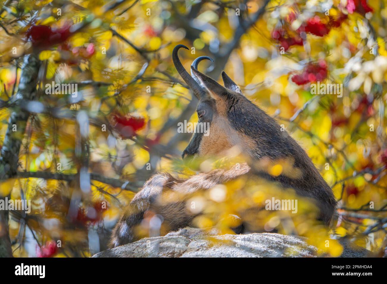 Rebeco pirenaico hi-res stock photography and images - Alamy