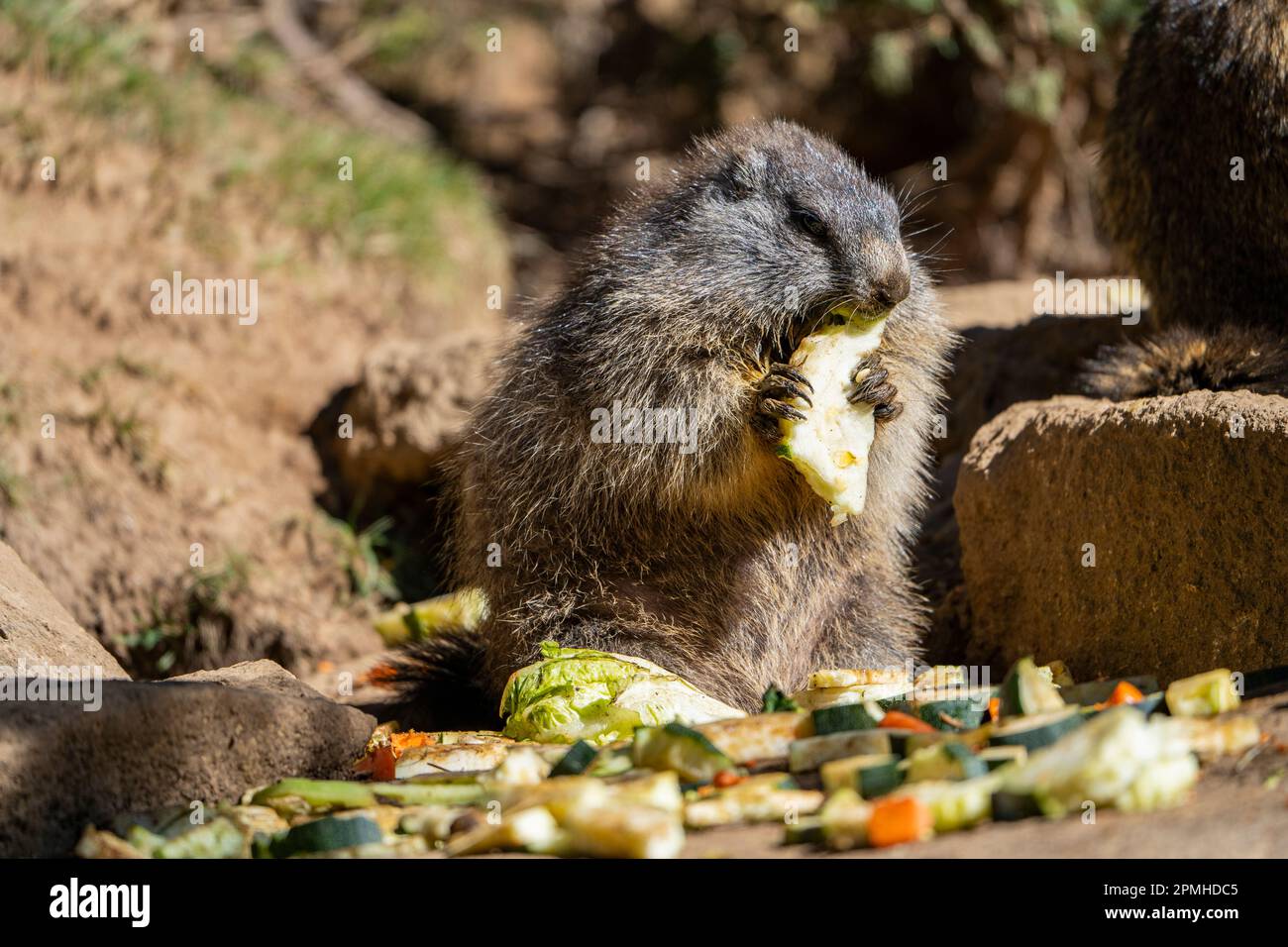 Ona Vidal. marmot brown and gray, eating in a rock. Marmots are large ...