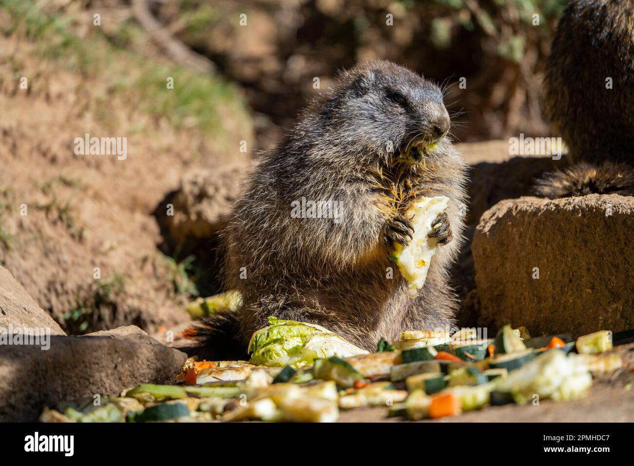 Ona Vidal. marmot brown and gray, eating in a rock. Marmots are large ...