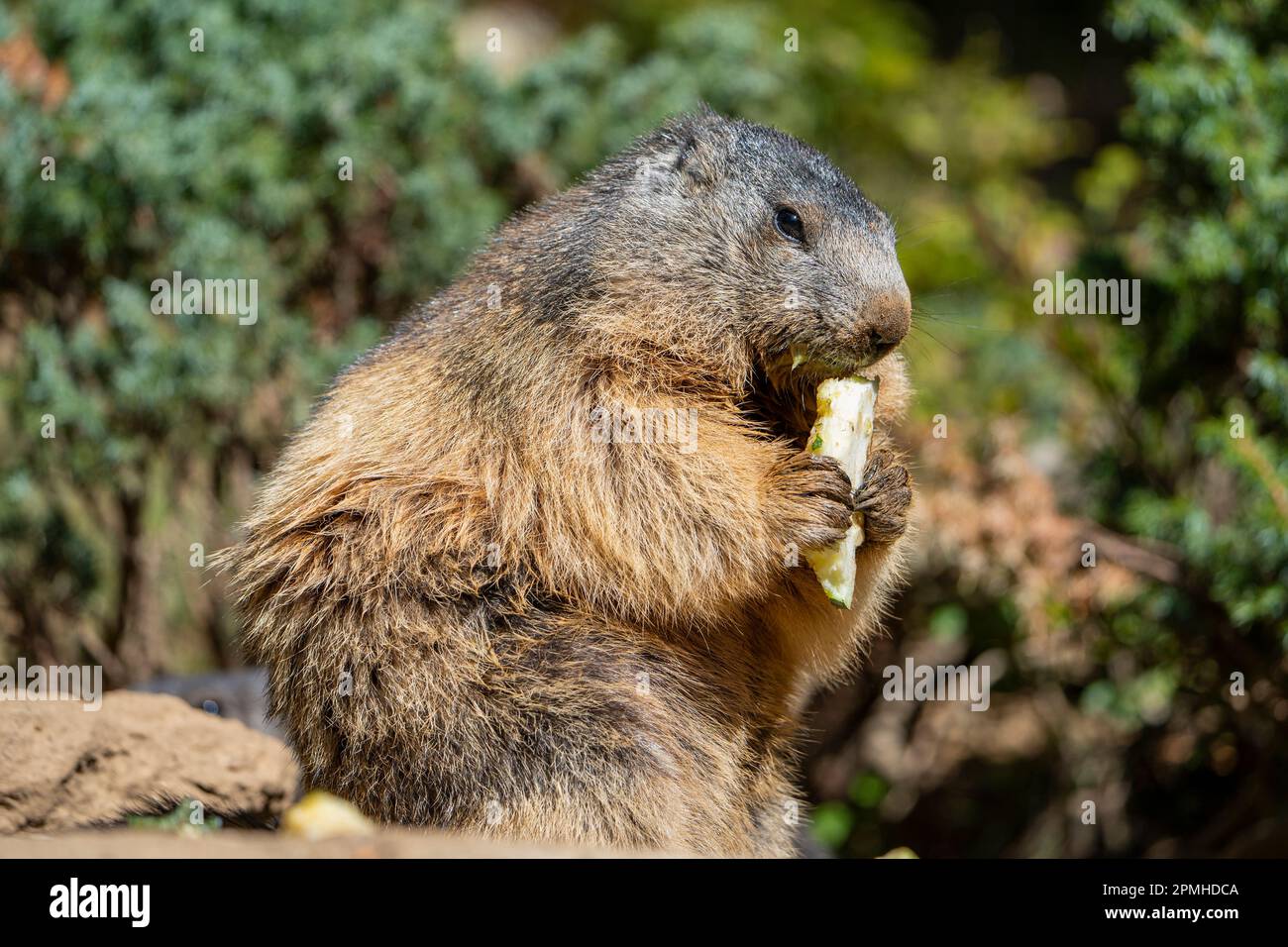 Short but robust legs hi-res stock photography and images - Alamy