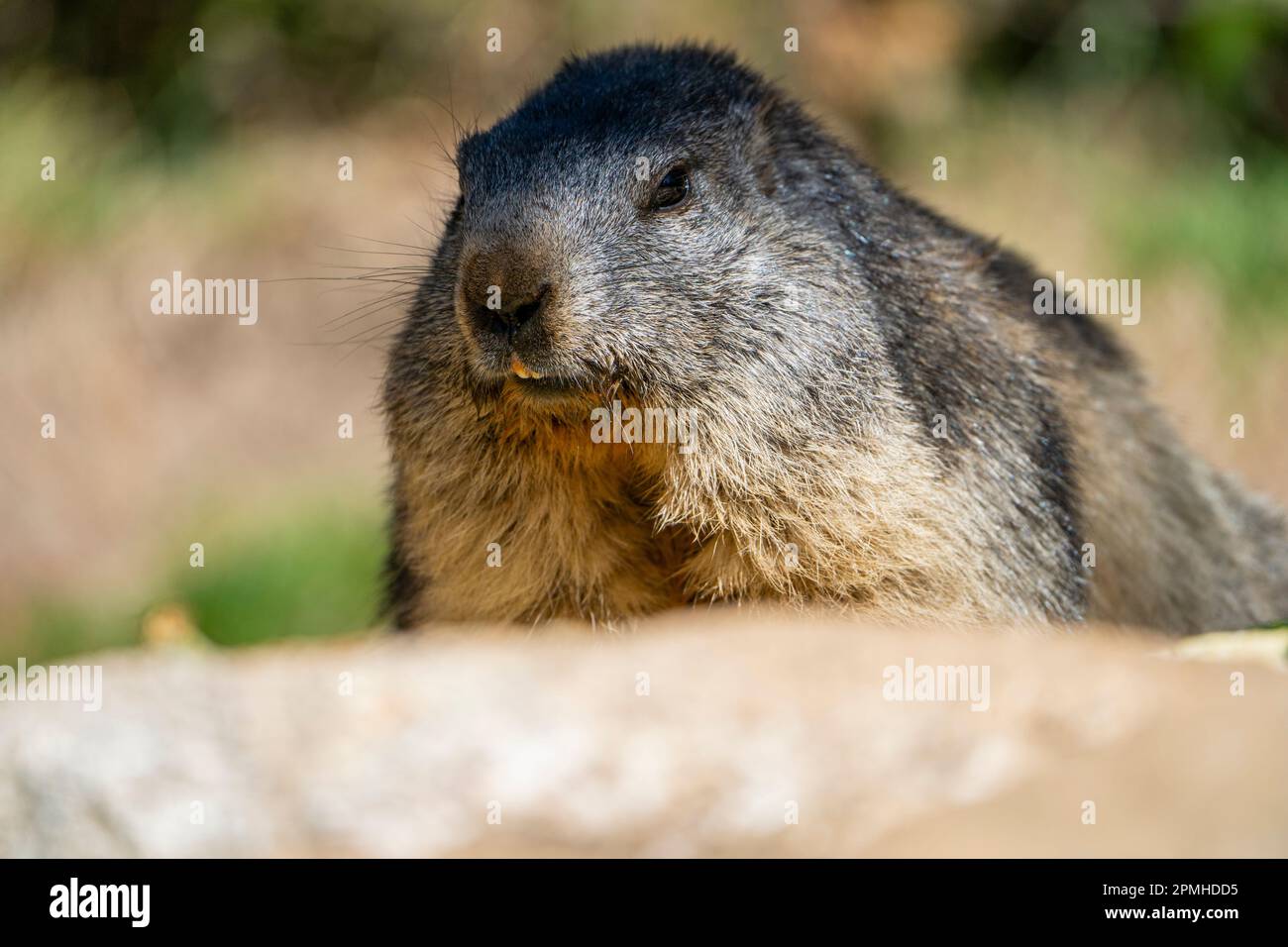 Short but robust legs hi-res stock photography and images - Alamy