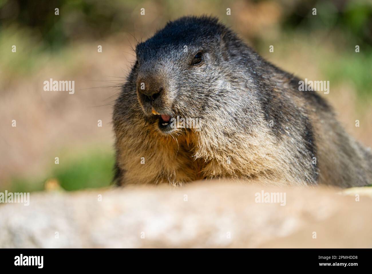 Short but robust legs hi-res stock photography and images - Alamy