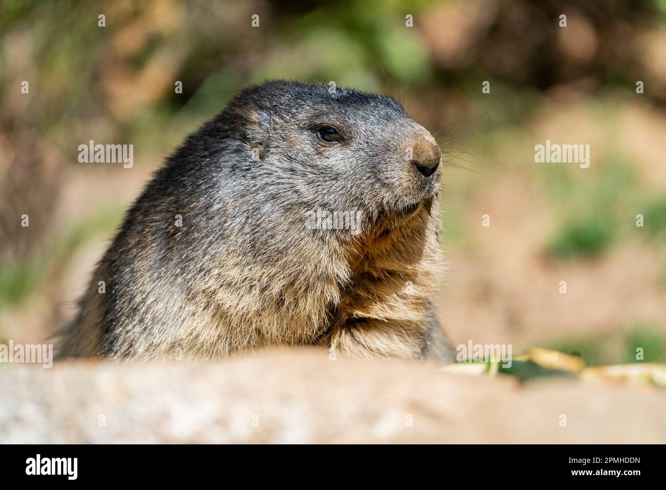 Enlarged claws hi-res stock photography and images - Alamy