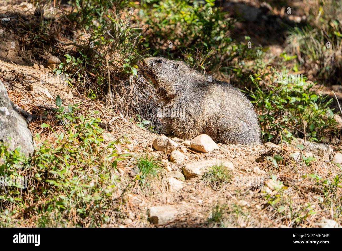 Short but robust legs hi-res stock photography and images - Alamy