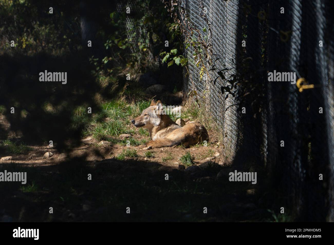 Hoofed mammals hi-res stock photography and images - Alamy