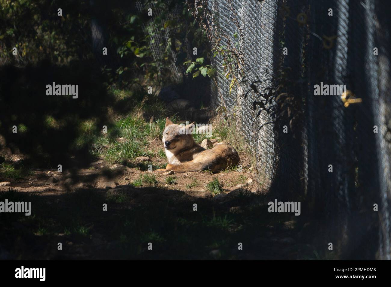 Ona Vidal. Wolf brown and gray, lying down with its eyes closed. Wolves ...