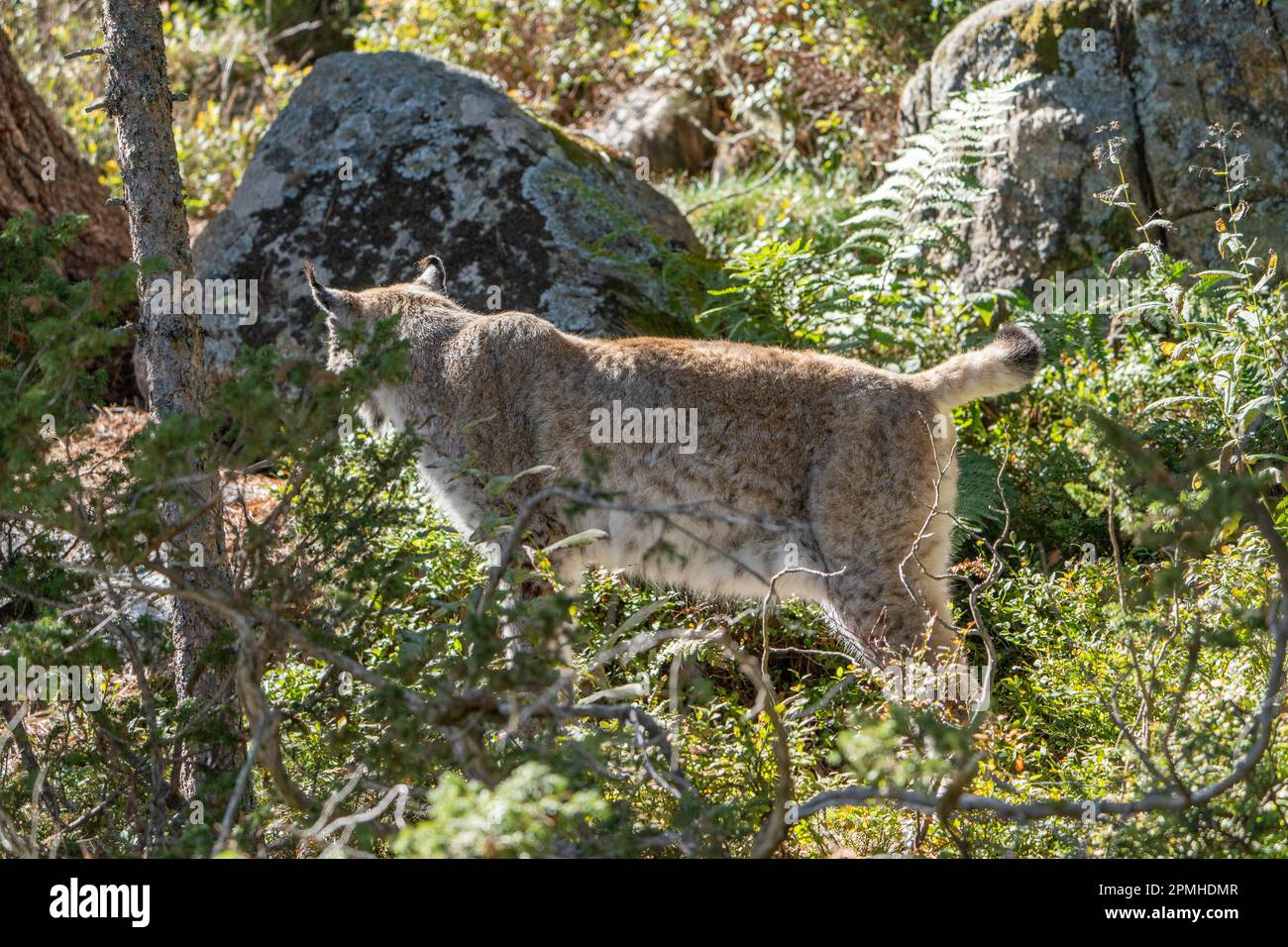 Ona Vidal. Lynx grey, lying down in the green grass. Lynxes are medium ...
